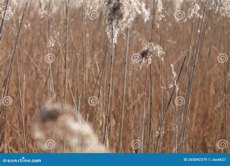 Beautiful Faded Grass Stock Image Image Of Winter Snow 265042375