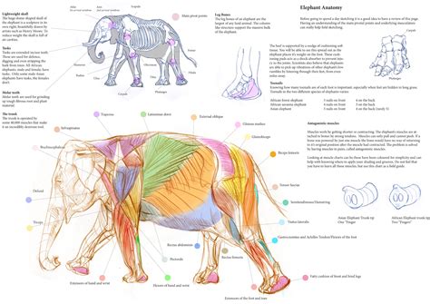 Asian Elephant Anatomy Education Elephanatics
