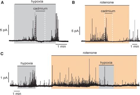 Activation Of Glomus Cells And Occlusion Of The Hypoxic Response By