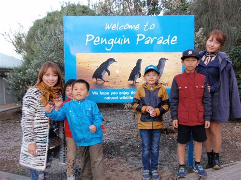 [mk그룹]멜버른 현지투어 단데농 퍼핑빌리 필립아일랜드 펭귄퍼레이드 투어를 하루만에 줌줌투어 호주 멜번