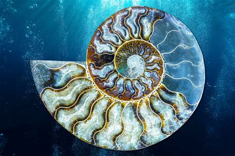 Ammonite Art