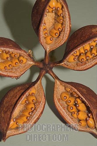 Tree Seed Pods Identification Australia Tanisha Ochoa