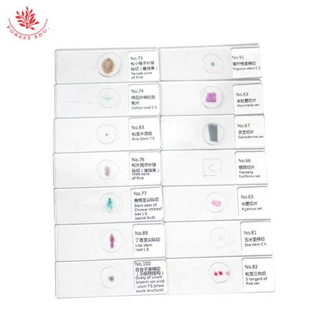 Botany Histology Laboratory Slides Frt2004 Teaching Aids Slide 100 Botany Histology Laboratory Slides Frt2004 Teaching Aids Slide 100