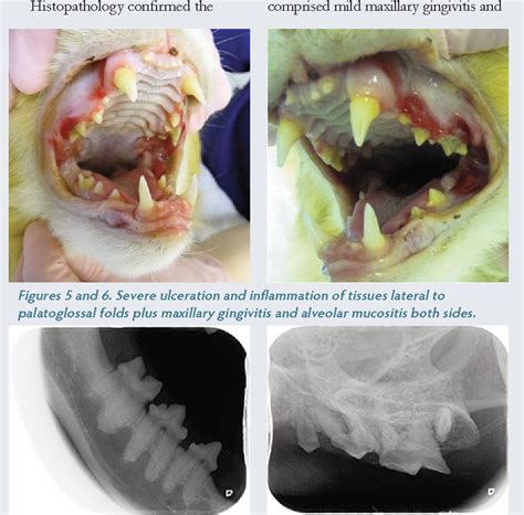 [pdf] An Updated Approach To Chronic Feline Gingivitis Stomatitis