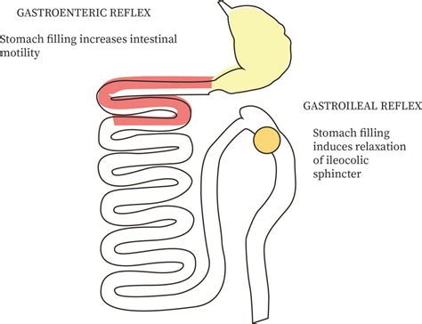 Gastroileal Reflex Bartleby