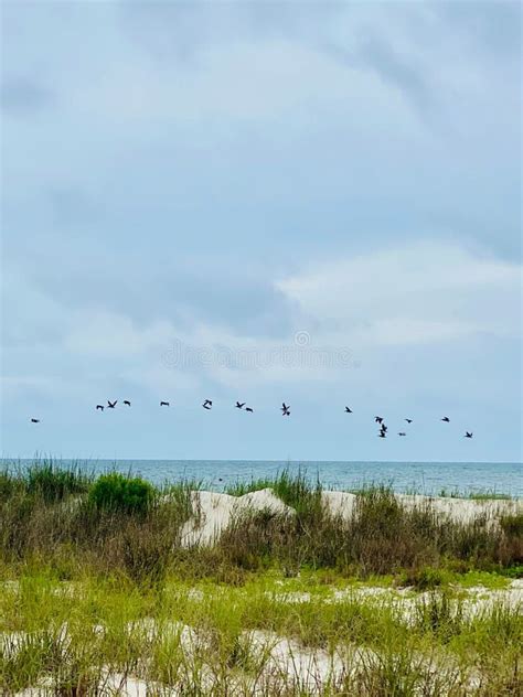 Vertical Shot Of Beach Grass And A Flock Of Pelicans Flying Over The