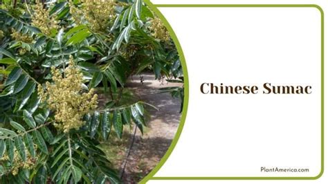 12 Sumac Tree Varieties Every Gardener Should Consider Plant America