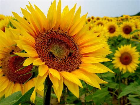 Ficha De Girasol Helianthus Annuus
