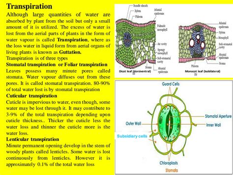 Solution Transpiration And Stomatal Physiology Studypool