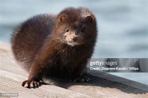 American Mink Photos And Premium High Res Pictures Getty Images