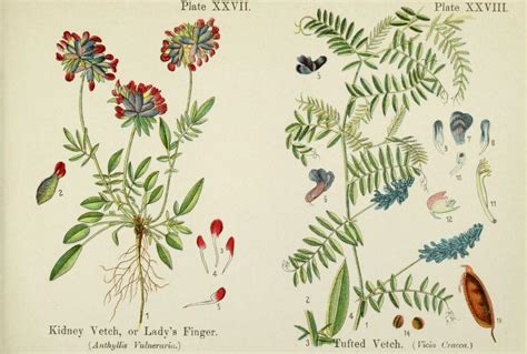 Scientific Illustrations Flickr