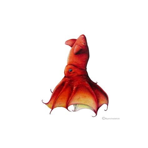 Bioluminescent Vampire Squid
