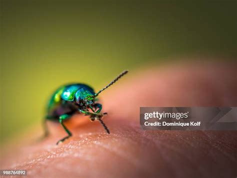 Palps Photos And Premium High Res Pictures Getty Images