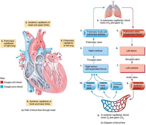 Pulmonary And Systemic Circulation Diagram Pulmonary Circula
