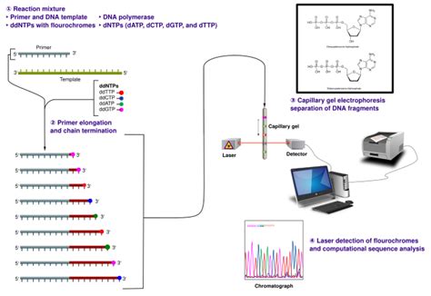 Sanger Sequencing Wikipedia