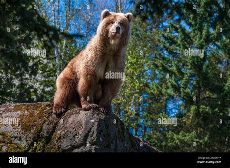 Seattle Washington Usa 12th Apr 2024 Juniper An Alaskan Brown