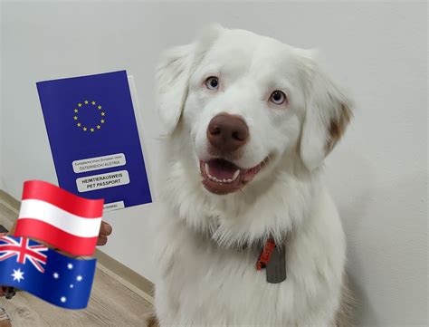 How To Get An Eu Pet Passport For Your Dog
