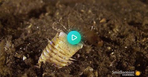 Nightmarish Undersea Worm Drags Fish Into Hell  On Imgur