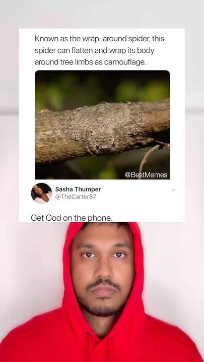 Known As The Wrap Around Spider This Spider Flatten And Wrap His Body Around Tree Limbs Youtube