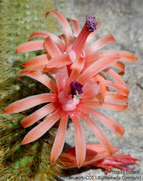 Cleistocactus Winteri Poznaj 100