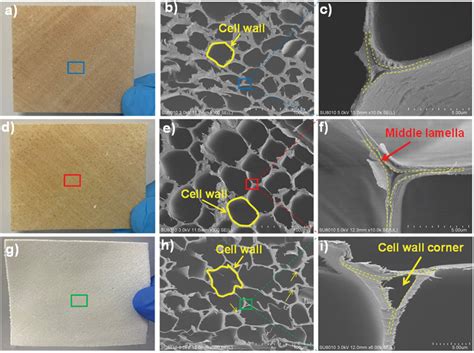 Hierarchical Structure Of Wood Materials Demonstrated By Digital Photos Download Scientific