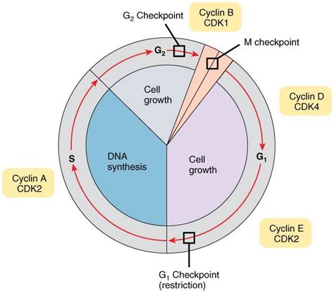 What Is The Purpose Of Checkpoints In The Cell Cycle