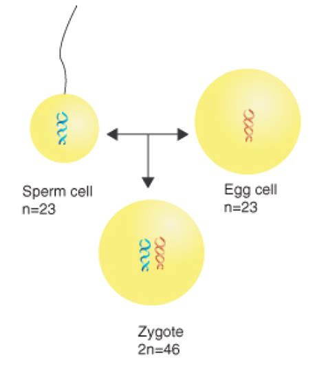 Chromosomes And The Cell Cycle ‹ Opencurriculum
