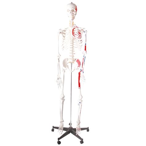 Lab Teaching Models Nature Size 170cm Human Skeleton Models With Ligament Of Pvc Medical