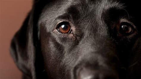 75 Black Lab Names Beautiful Bold And Best Names For Labradors All
