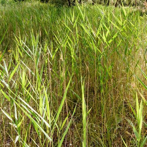 Candy Striped Reed Phragmites Australis Candy Stripe 2 Potted Hardy Marginal Plant