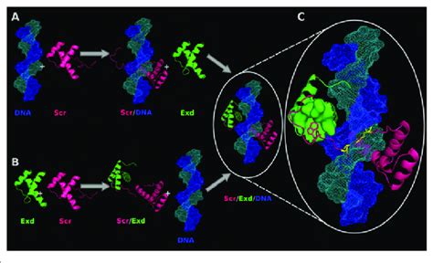 Current Dna Binding Specificity Enhancing Cooperation Model Download Scientific Diagram