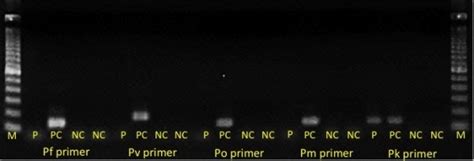 Nested PCR Results From The Inner Primers The Region Amplified Was A Download Scientific
