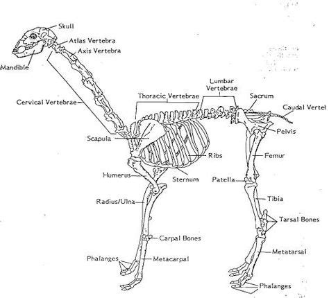 Alpaca Skeleton Alpaca Funny Cute Alpaca Alpaca Llama Skeleton