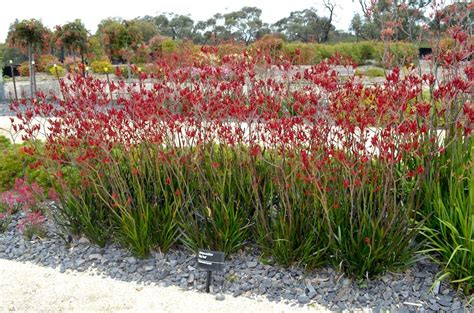 Red Kangaroo Paw Plant