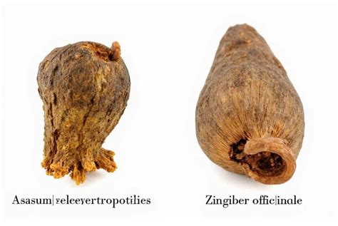 Ginger Zingiber Officinale Real Botany Cooking Truths And Storage Fixes