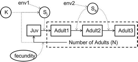 structure of simulation model solid arrows indicate transitions