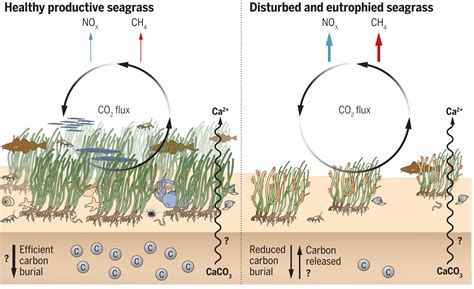 The Planetary Role Of Seagrass Conservation Science