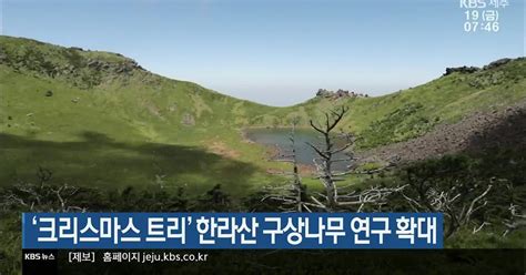 ‘크리스마스 트리 한라산 구상나무 연구 확대