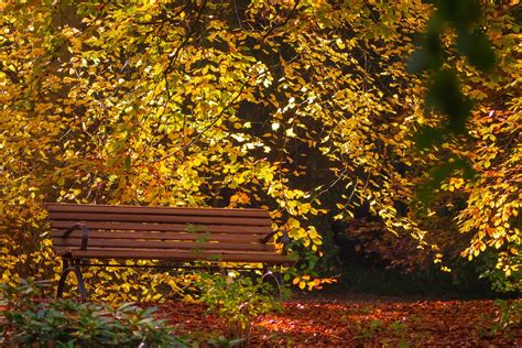 자연 벤치 가을 Pixabay의 무료 사진