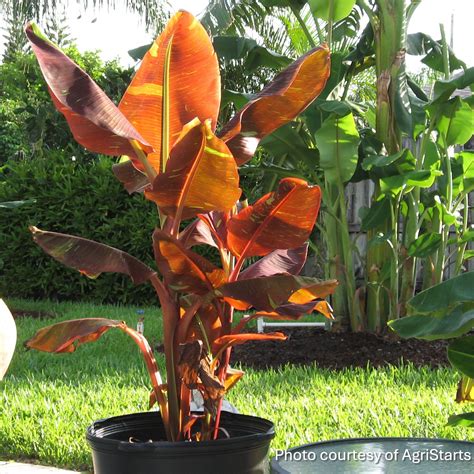 Musa X ‘siam Ruby Banana Cavanos Perennials
