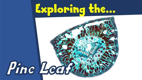 Pine Leaf Cross Section
