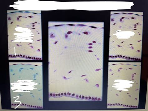 A P Lab Week 4 Flashcards Quizlet