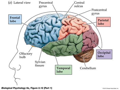 Lateral Fissure Of The Brain