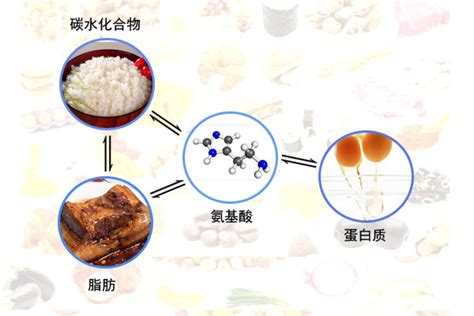 三大能量物质蛋白质脂肪和碳水化合物的相互关系 身体