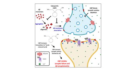Gabapentin Inhibits Multiple Steps In The Amyloid Beta Toxicity Cascade Acs Chemical Neuroscience