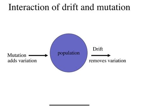 Genetic Drift Flashcards Quizlet