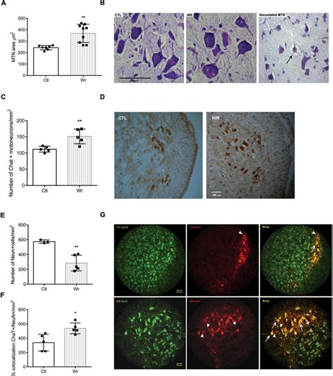 Neuronal Markers In Pnd 6 Control And Wobbler Mice A Cresyl Violet Download Scientific Diagram