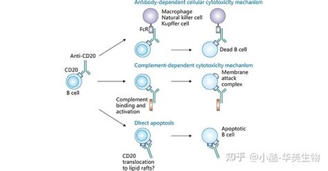 Cd20：狂奔中的“战马”，新型药研发从未停歇！ 知乎