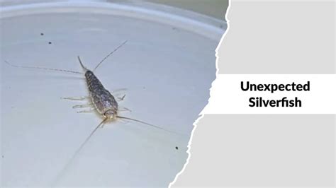 21 Common Types Of Silverfish Species Identification With Pictures