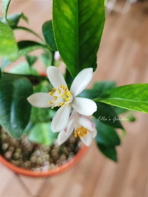 레몬나무 키우기 귀여운 열매가 맺혔어요 네이버 블로그